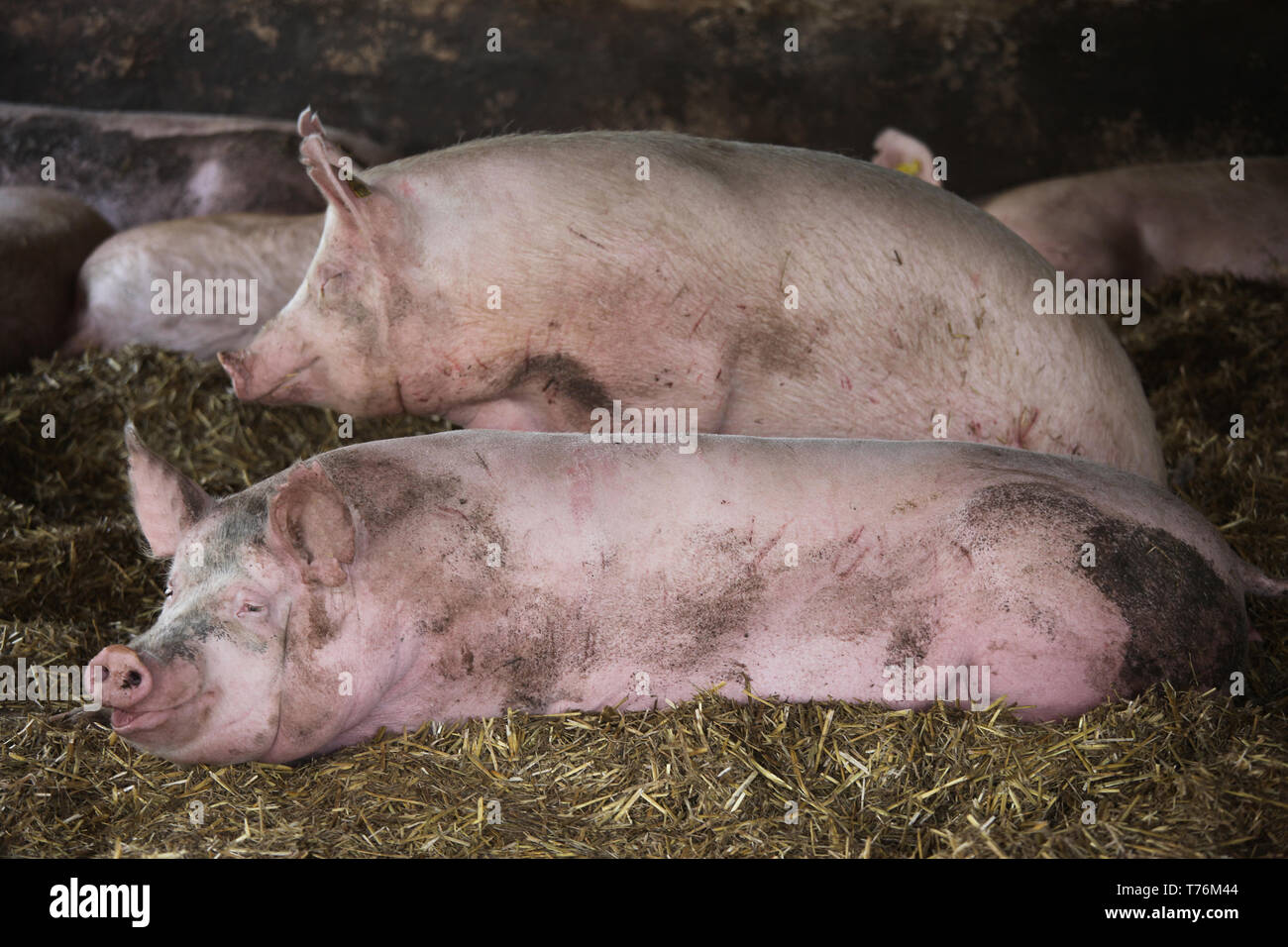 Pigs laying in mud hi-res stock photography and images - Alamy