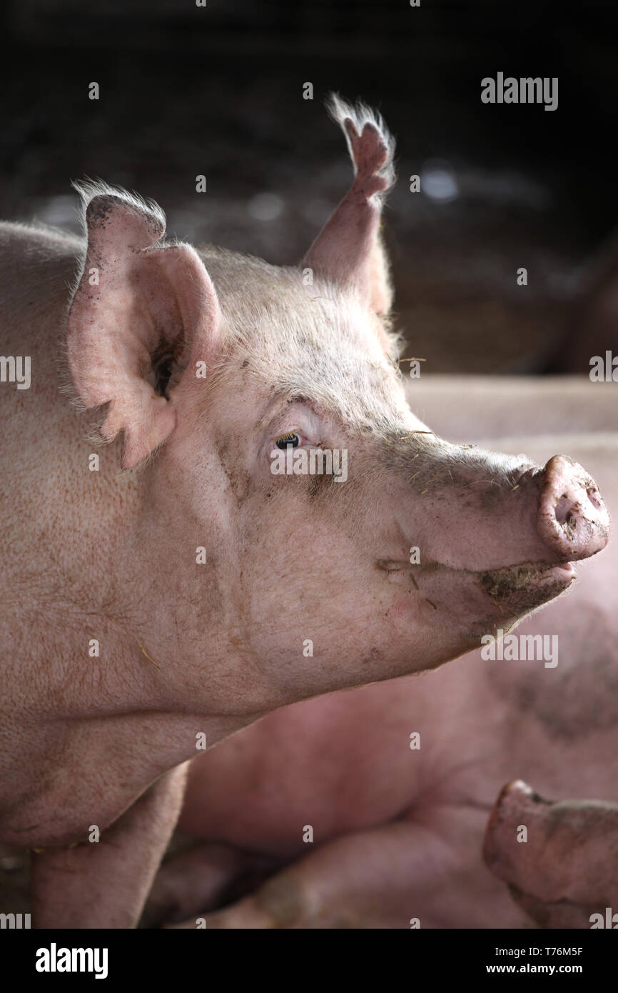 Close-up of a young big domestic pig at animal farm indoors. Side view ...