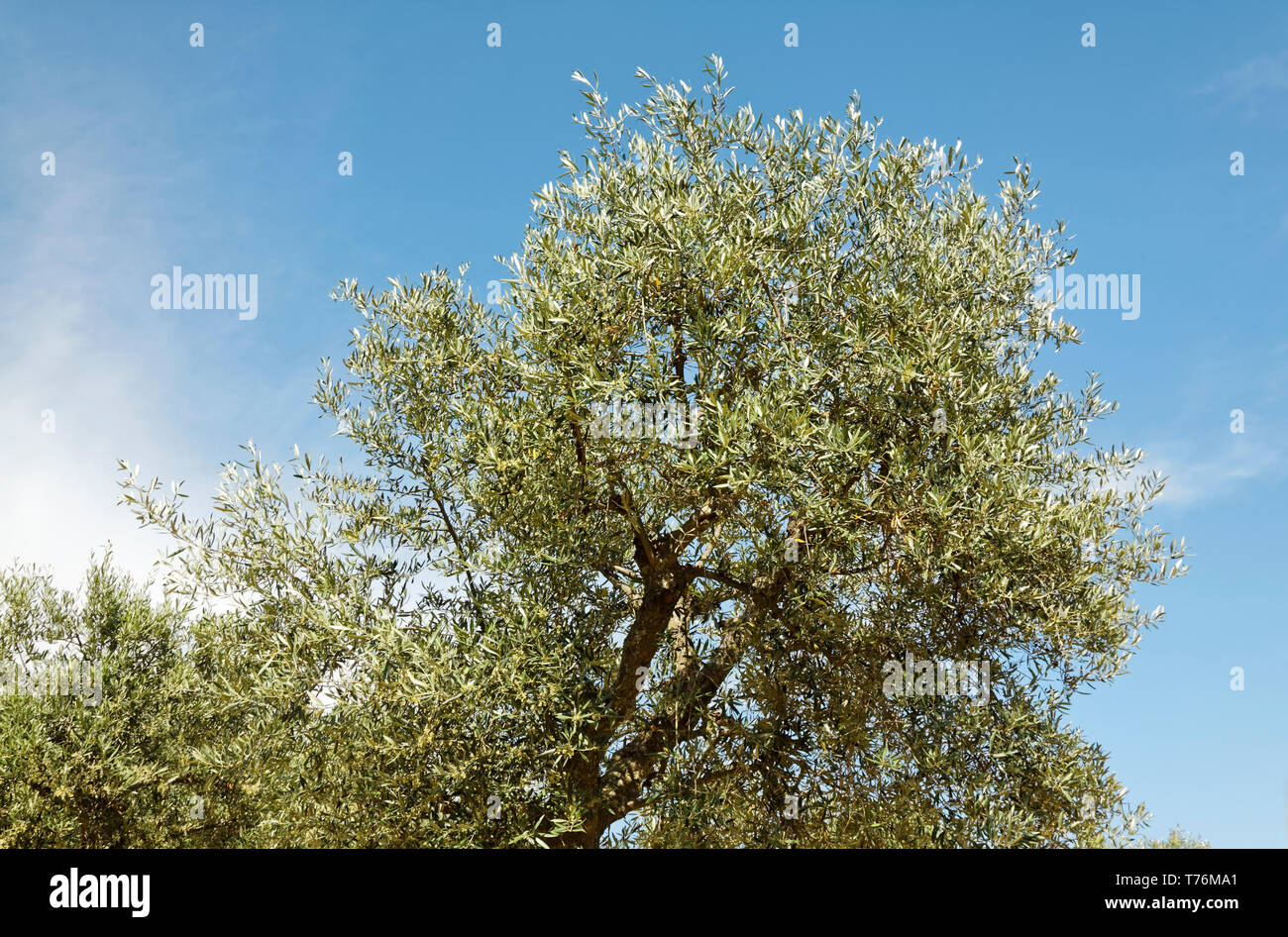 Olive tree fruit hi-res stock photography and images - Alamy