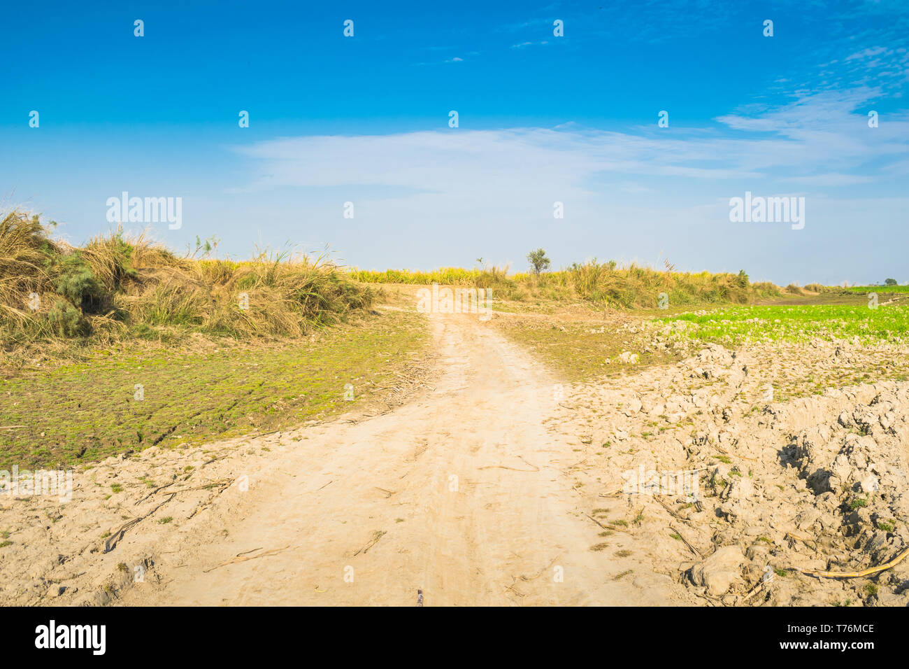 Punjab field view hi-res stock photography and images - Alamy