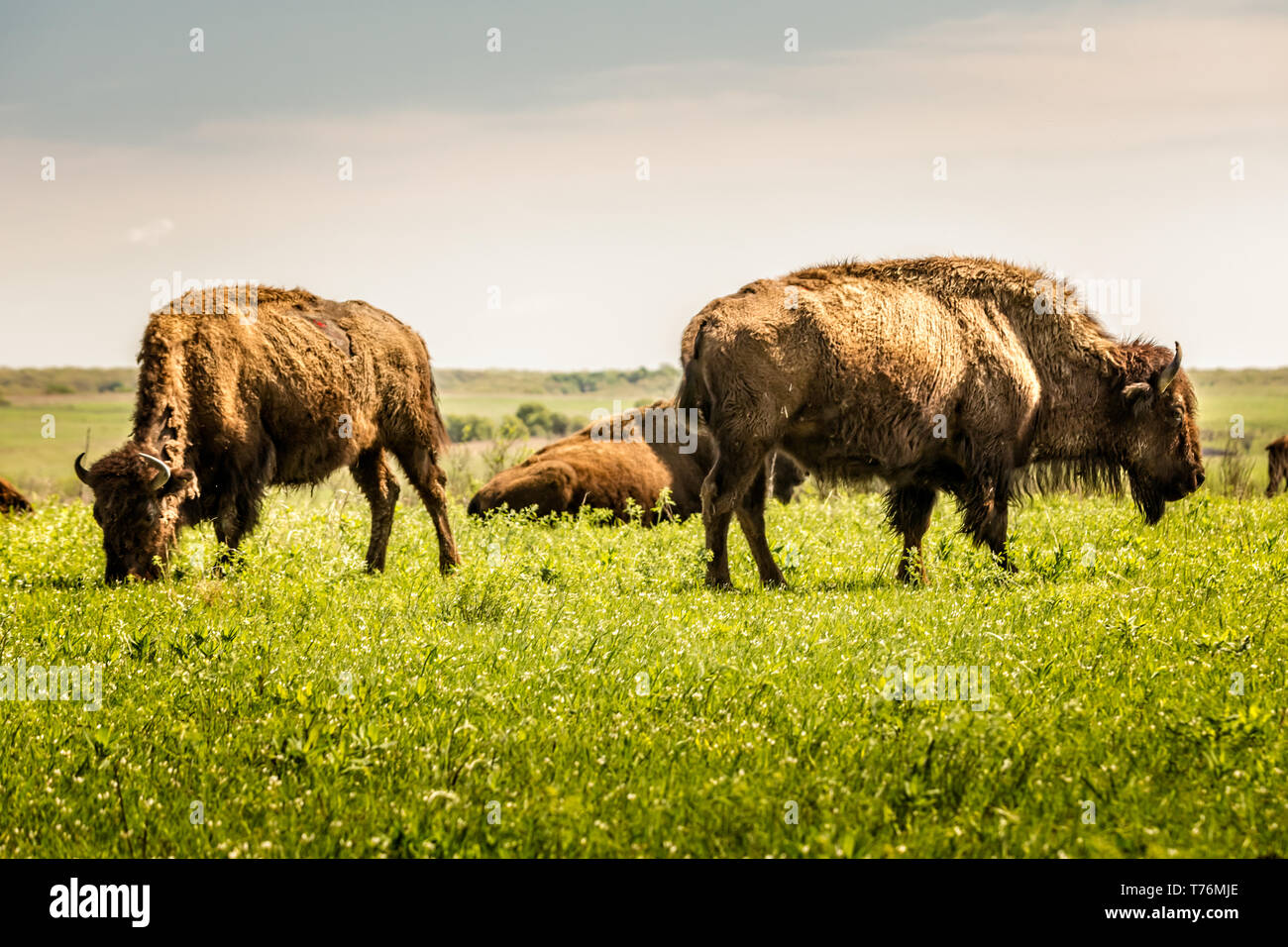 Oklahoma prairie grass hi-res stock photography and images - Alamy