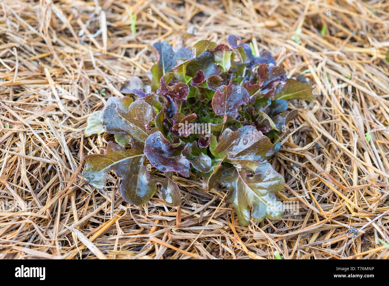 Red oak lettuce growing in organic garden Stock Photo - Alamy