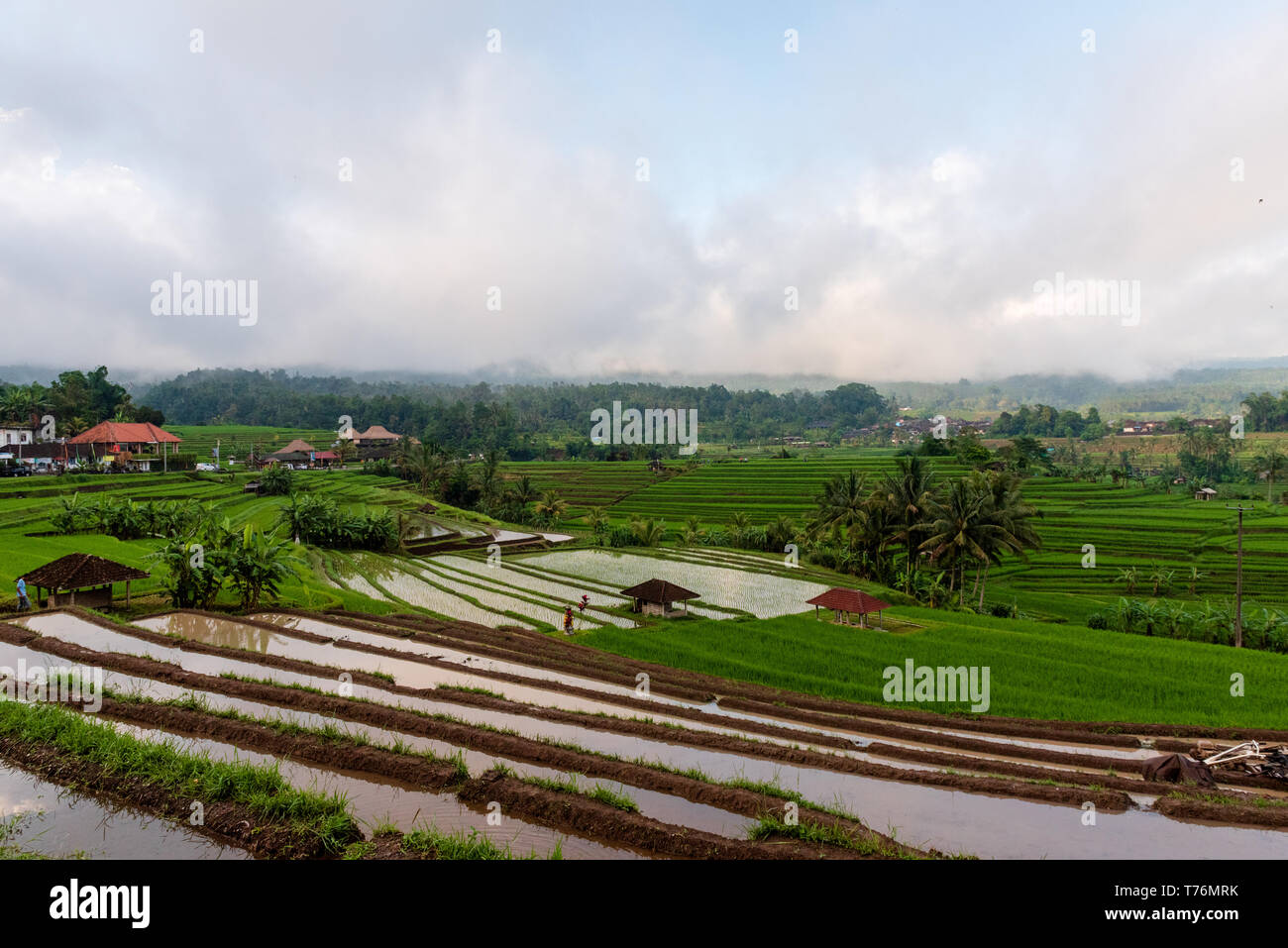 A wide-angle photo overlooking terraced rice fields in Indonesia Stock ...