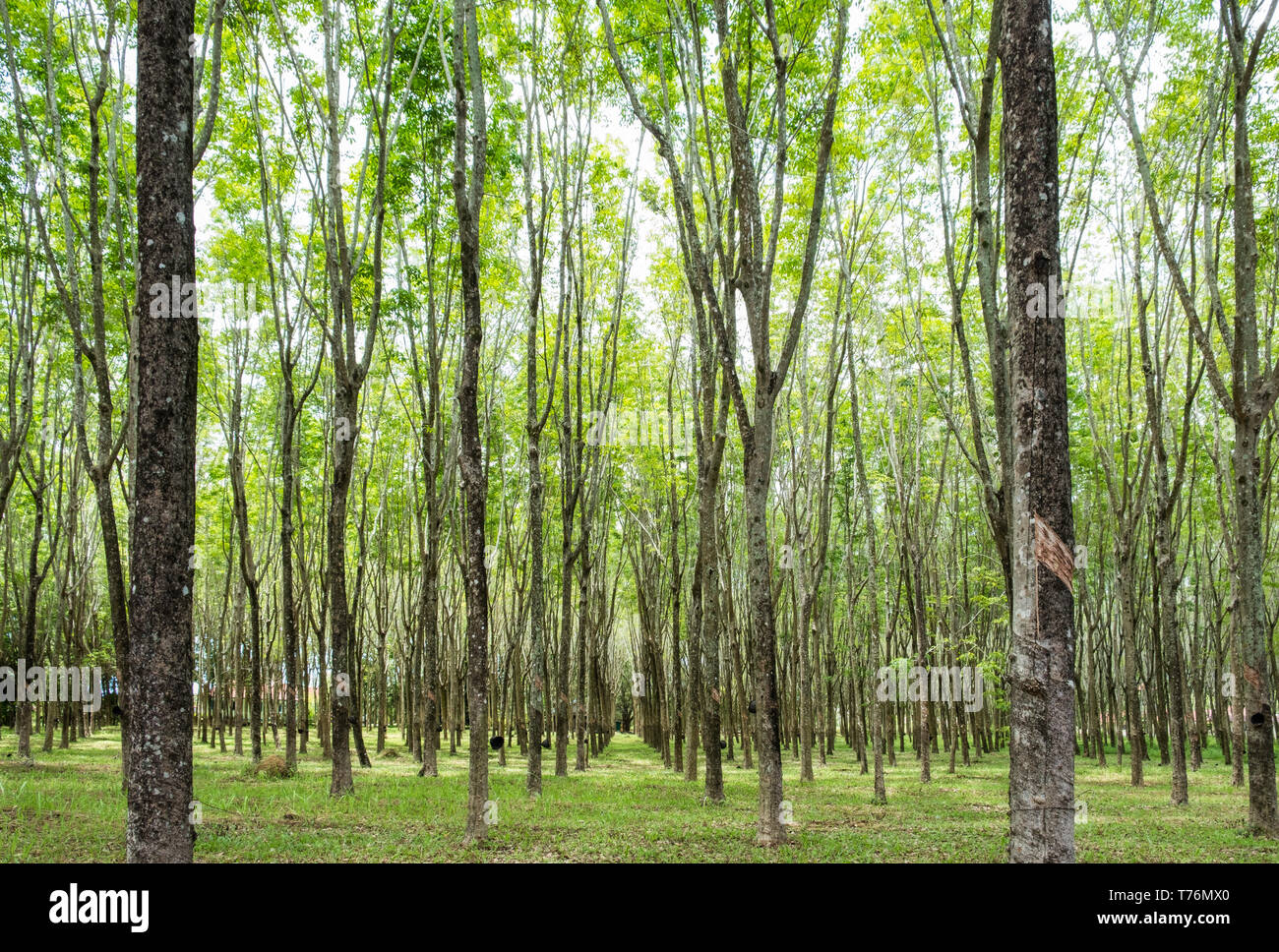 Rubber tree, hevea brasiliensis plant produce latex in shady plantation ...