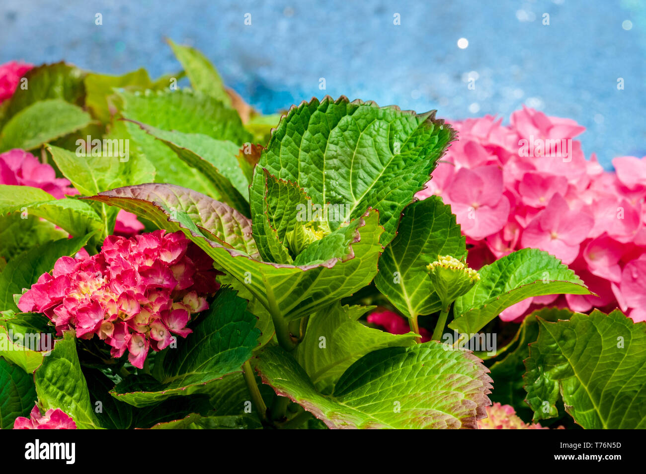 Hydrangea macrophylla flower blooming in summer in Europe Stock Photo - Alamy