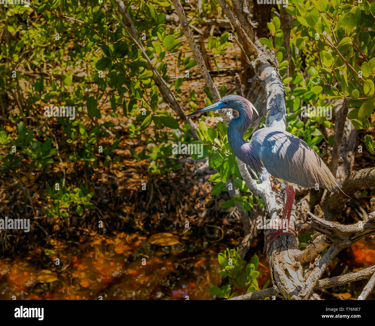 Ding darling nature preserve hi-res stock photography and images - Alamy