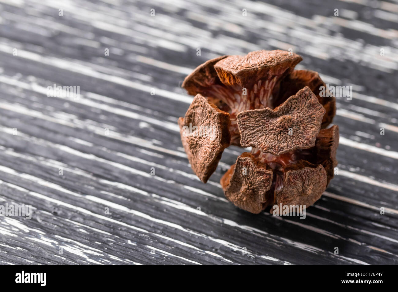 Cypress cone hi-res stock photography and images - Alamy