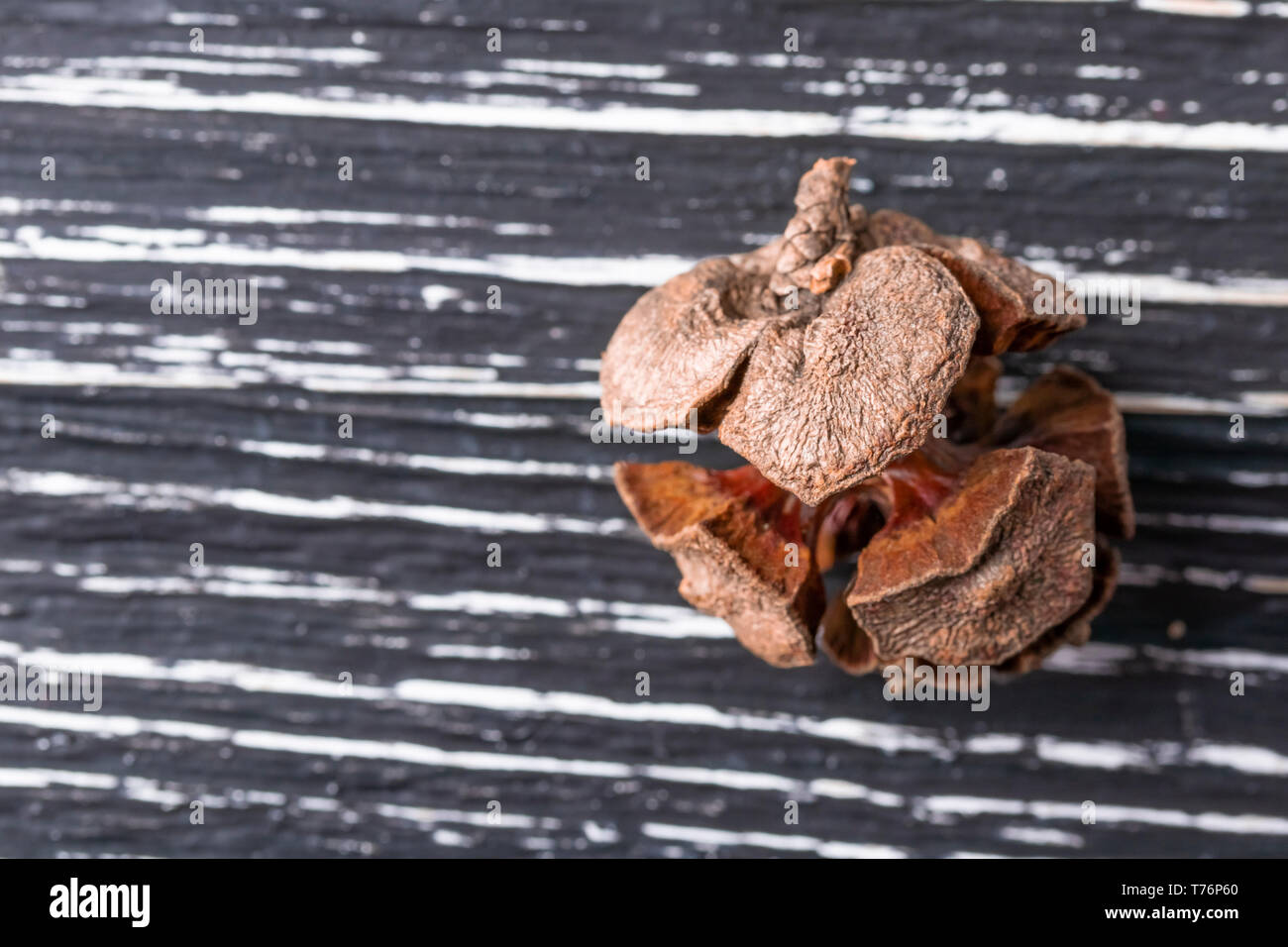 Cupressus sempervirens cone hi-res stock photography and images - Alamy