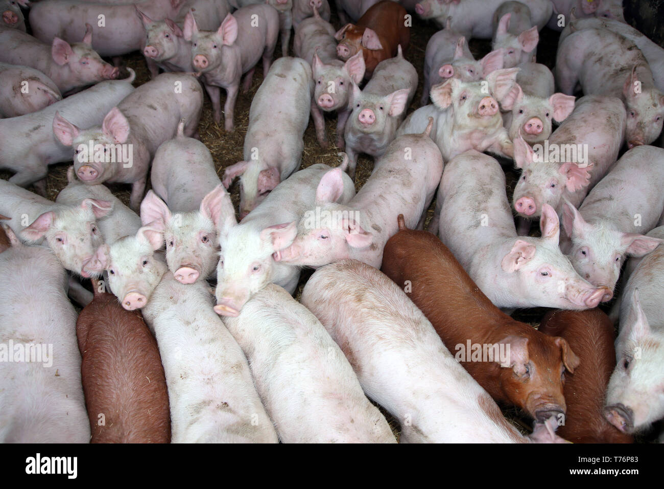 Piglet piglets piggy piggies hi-res stock photography and images - Alamy