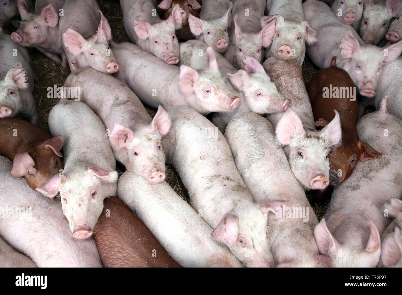Herd of few months old hungry piglets.Group of curious piggies in the ...