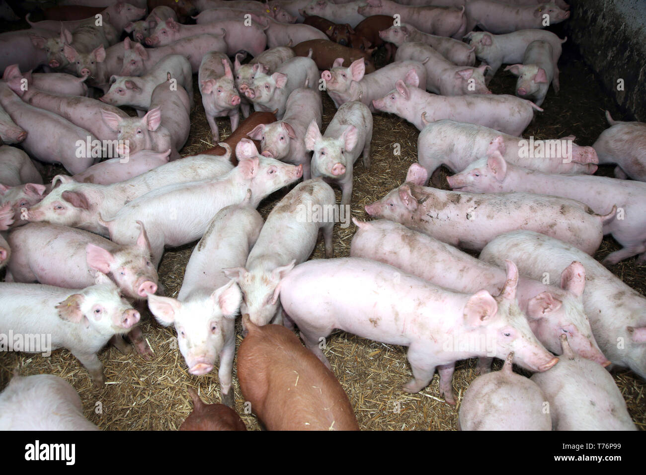 Herd of few months old hungry piglets.Group of curious piggies in the ...