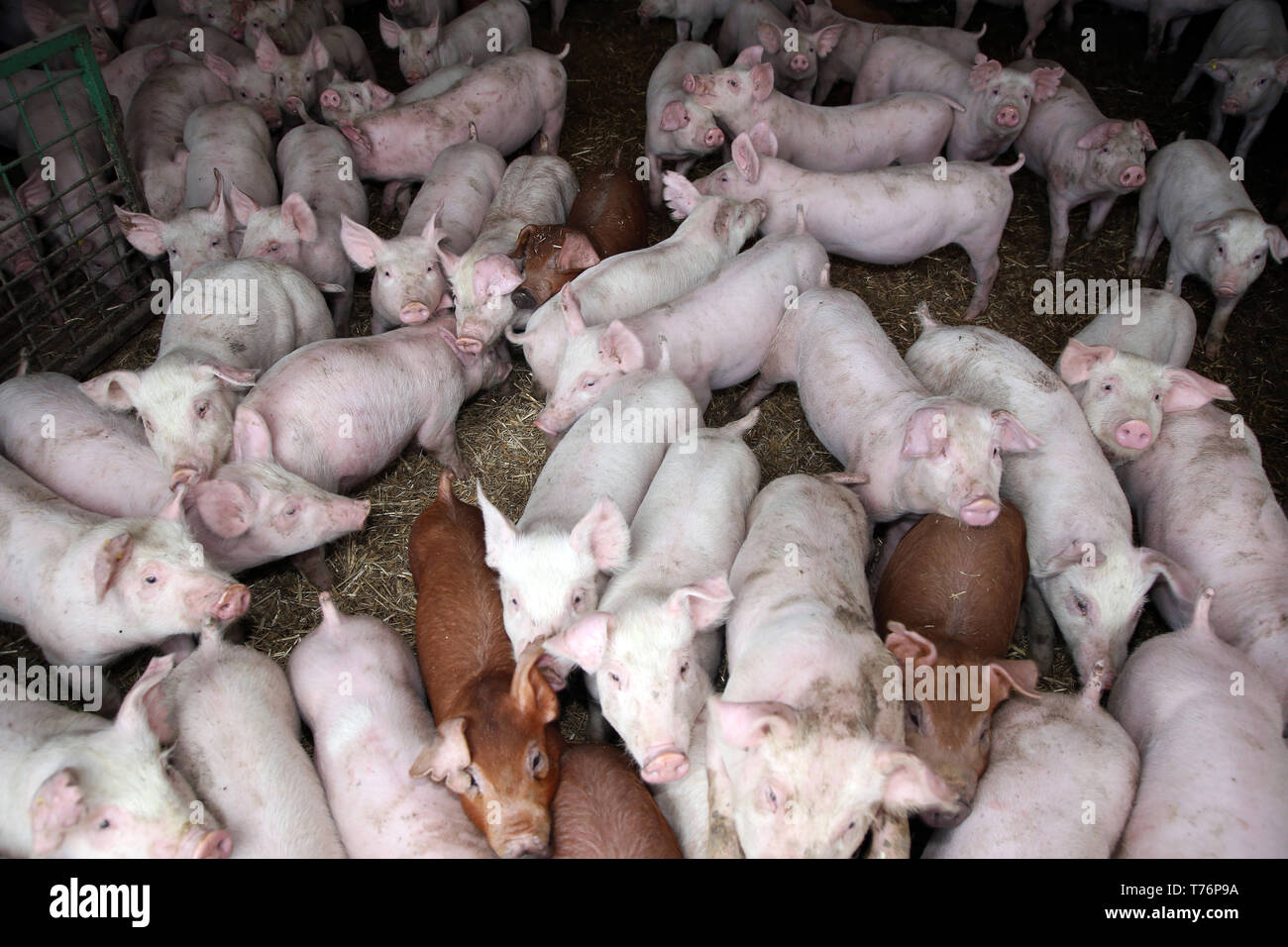 Piglet piglets piggy piggies hi-res stock photography and images - Alamy