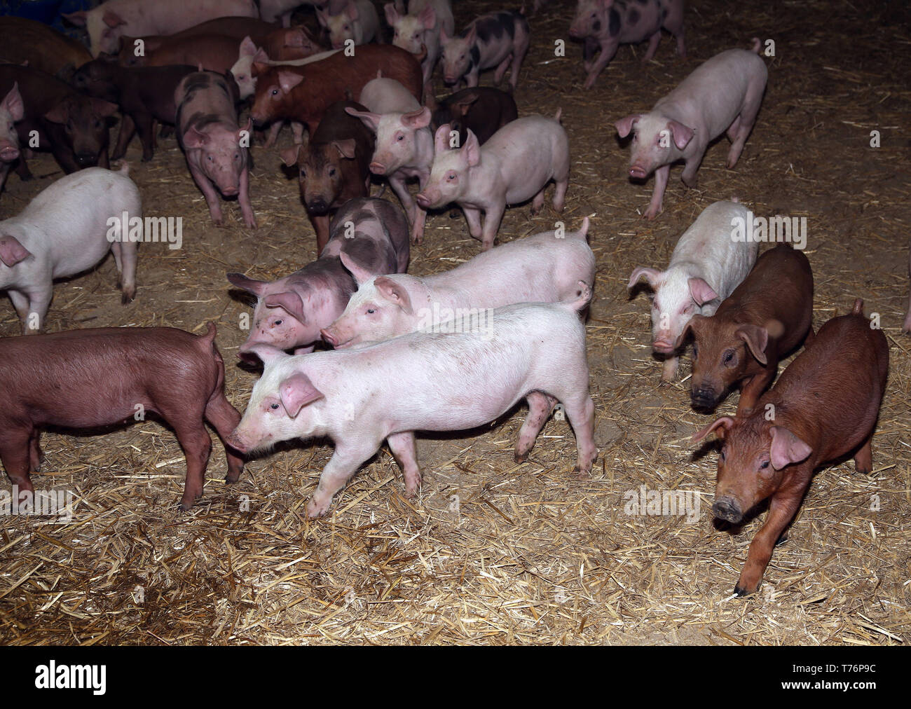 Herd of few months old hungry piglets.Group of curious piggies in the ...
