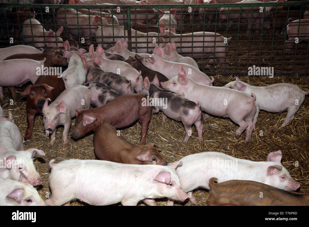 Herd of few months old hungry piglets.Group of curious piggies in the ...