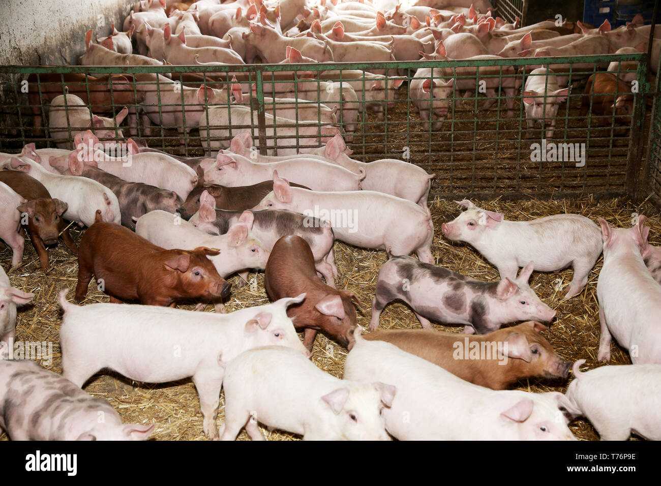 Herd of few months old hungry piglets.Group of curious piggies in the ...