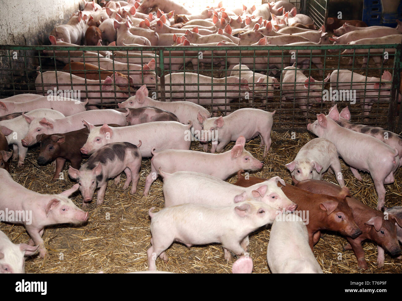 Herd of few months old hungry piglets.Group of curious piggies in the ...