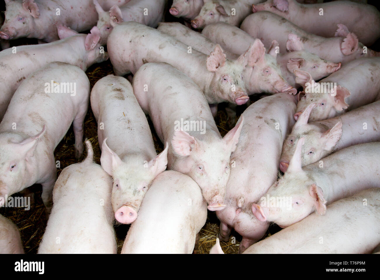 Herd of few months old hungry piglets.Group of curious piggies in the ...
