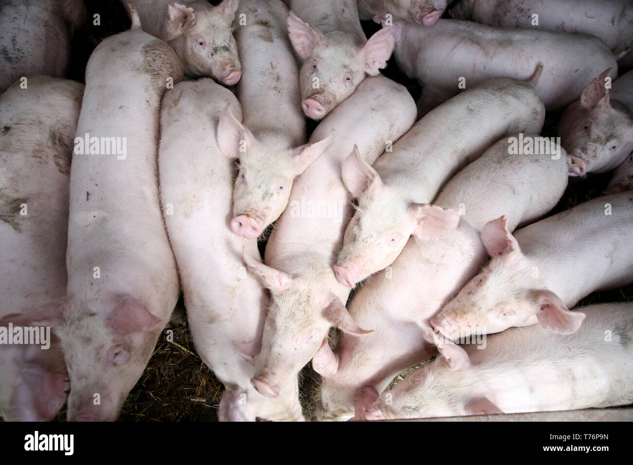 Herd of few months old hungry piglets.Group of curious piggies in the ...