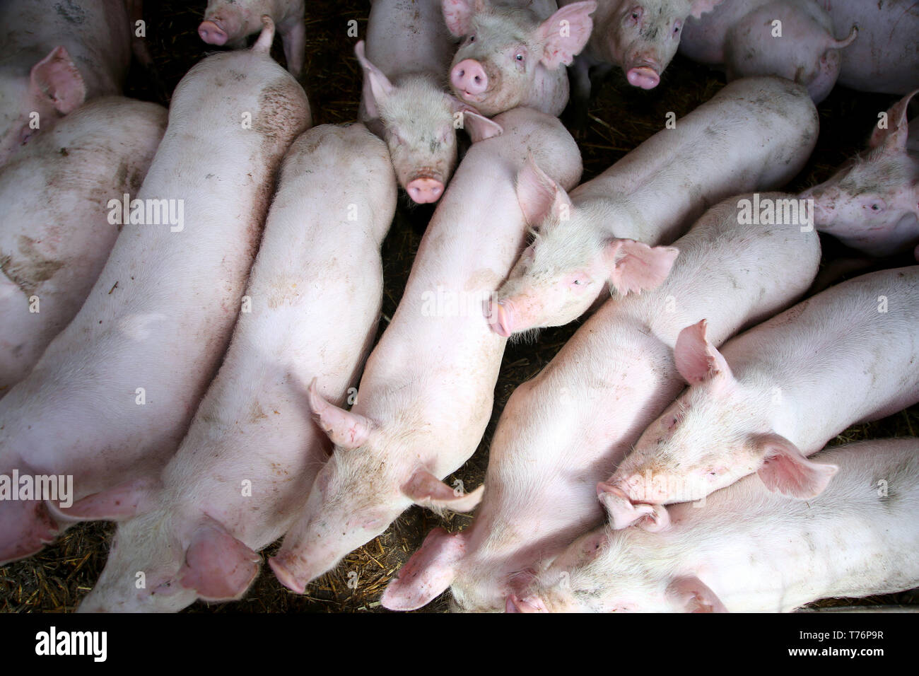 Herd of few months old hungry piglets.Group of curious piggies in the ...