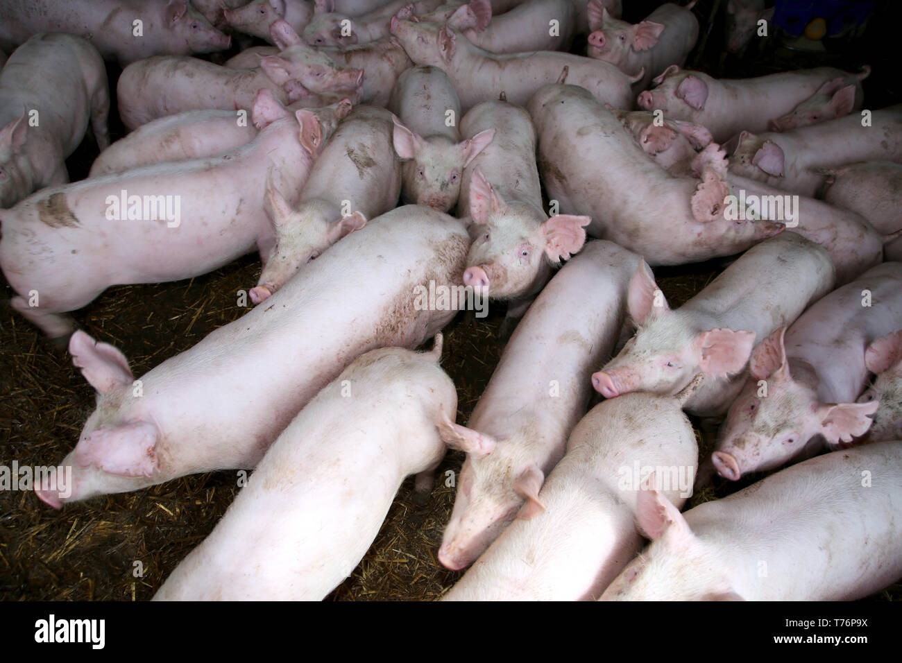 Herd of few months old hungry piglets.Group of curious piggies in the ...