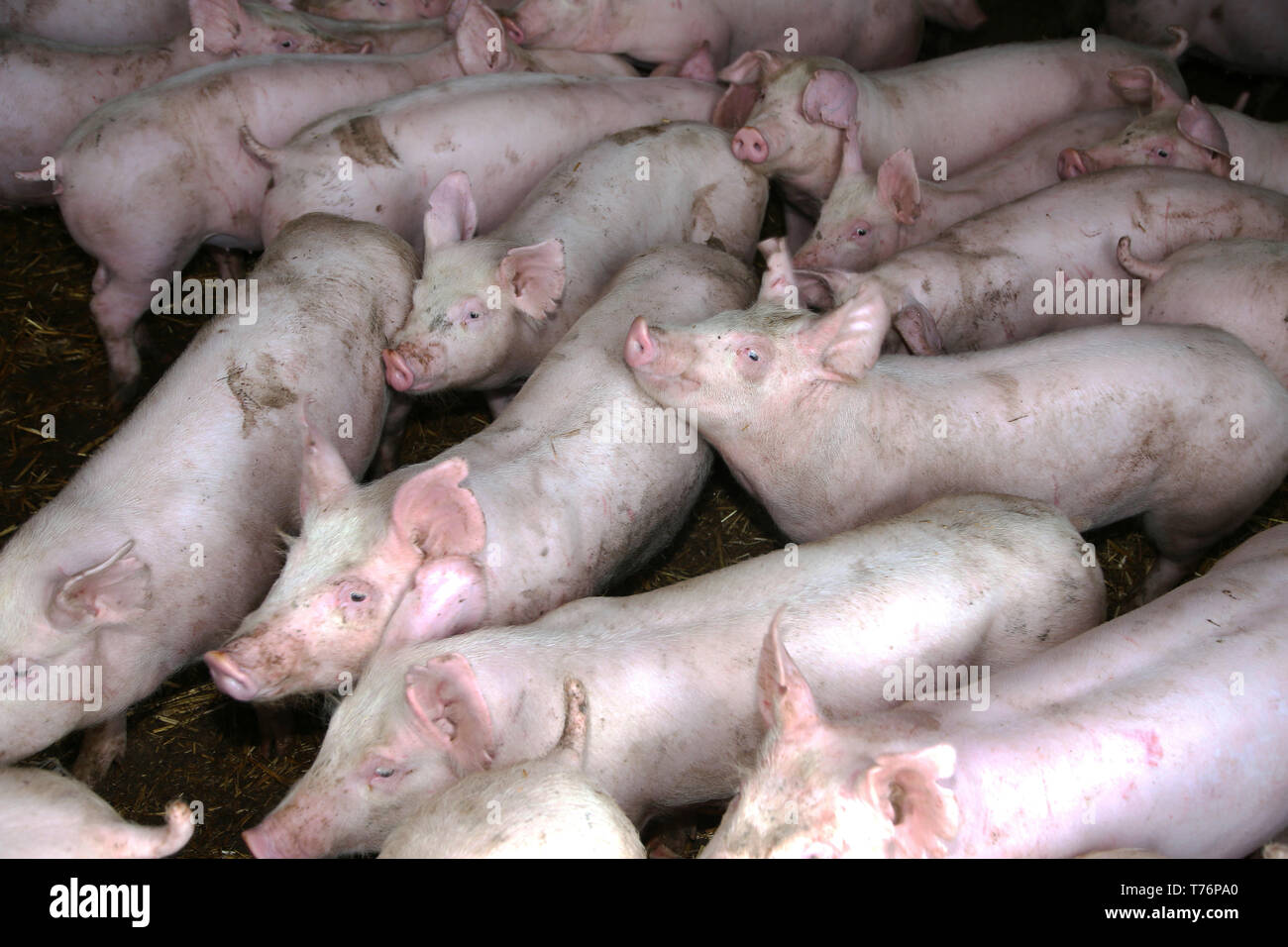 Herd of few months old hungry piglets.Group of curious piggies in the ...