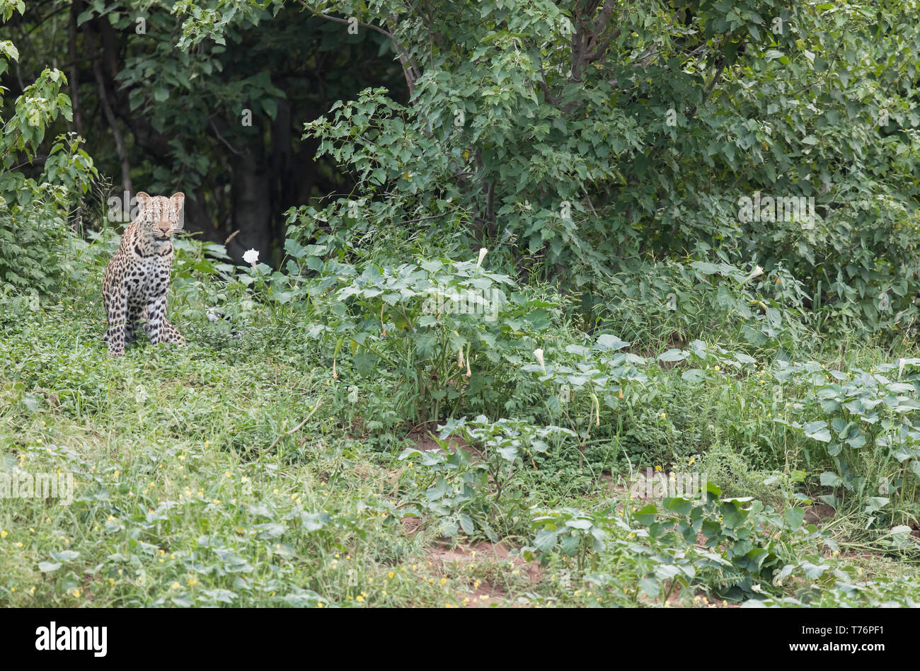 Adult Leopard watches across dry river bed to herd of Impala Stock ...