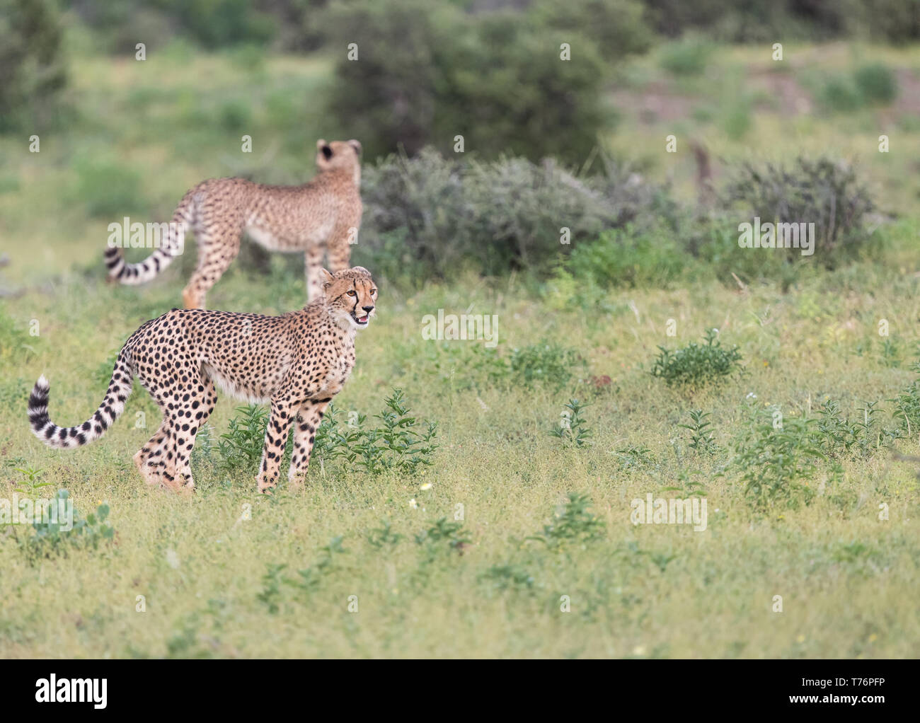 Fastest wild cat hi-res stock photography and images - Alamy