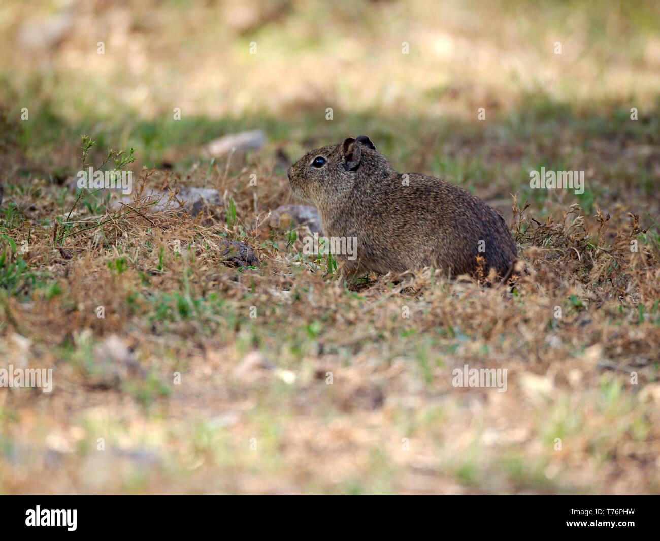 A southern mountain cavy (Microcavia australis) in Rio Ceballos ...