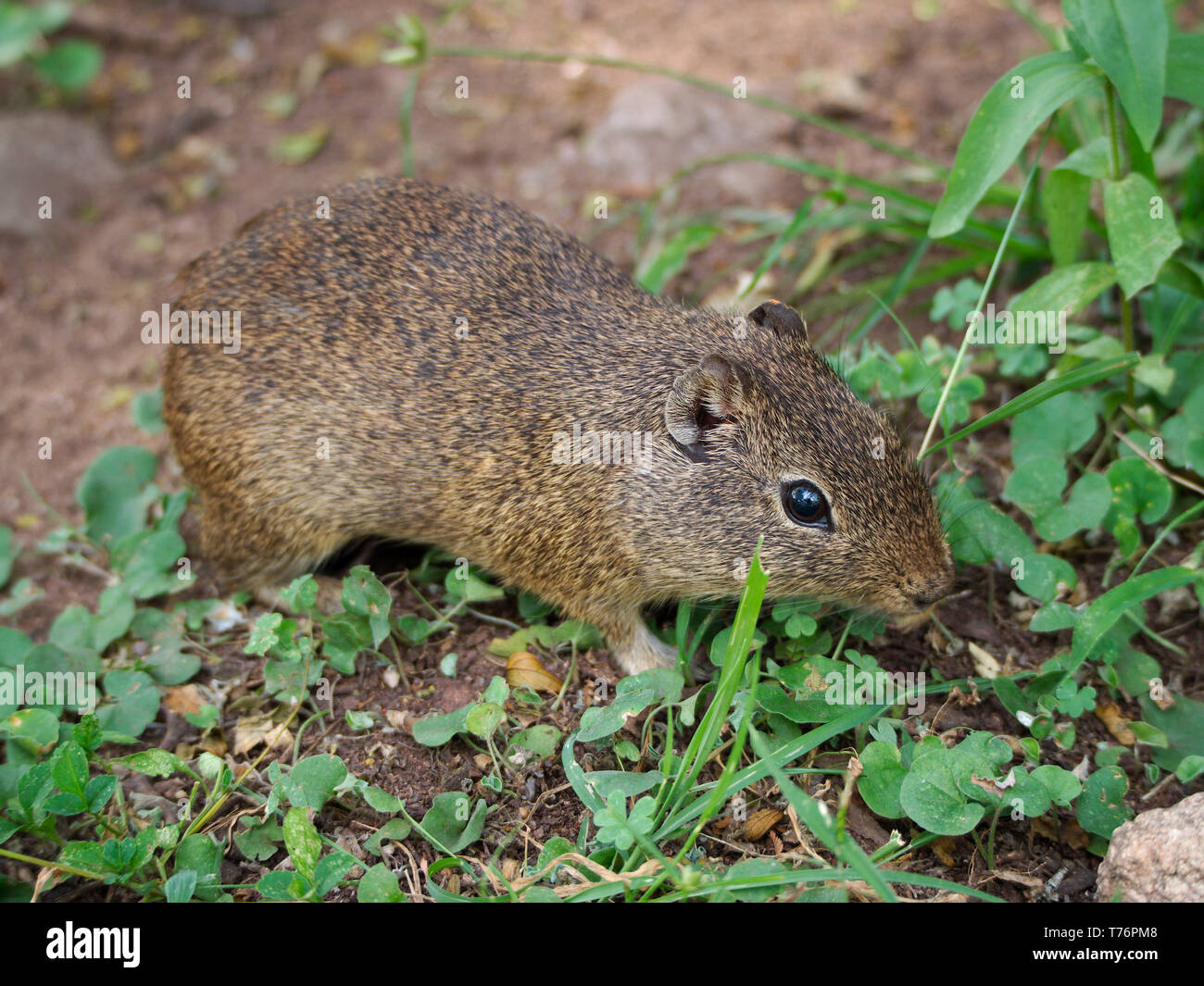 Brown cavy hi-res stock photography and images - Alamy