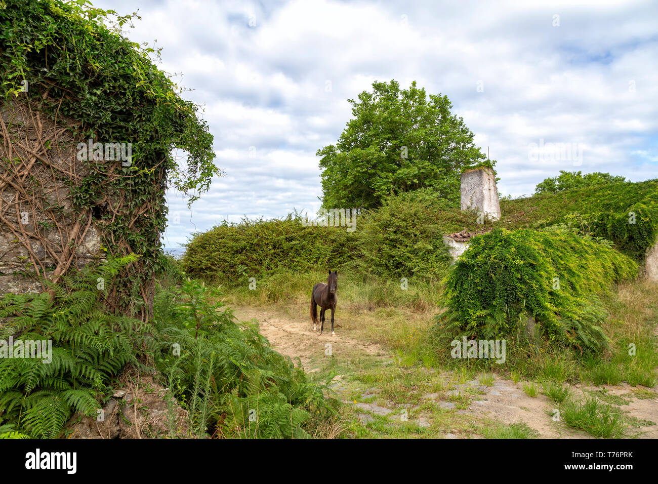 A horse among abandoned buildings in Ginetes on Sao Miguel island in ...