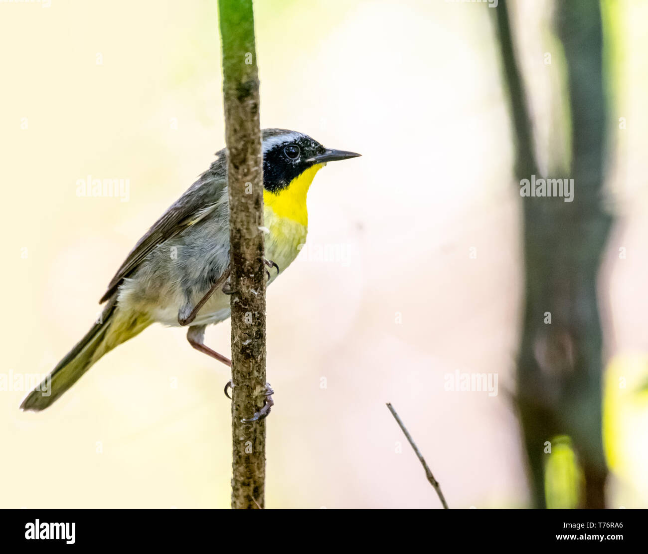 Common Yellow-Throated Warbler holding onto branch Stock Photo - Alamy