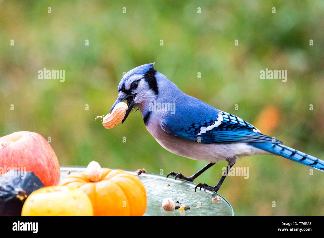Bluejay feeding hi-res stock photography and images - Alamy