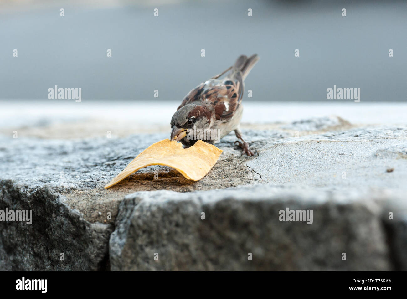 Chip eater hi-res stock photography and images - Alamy