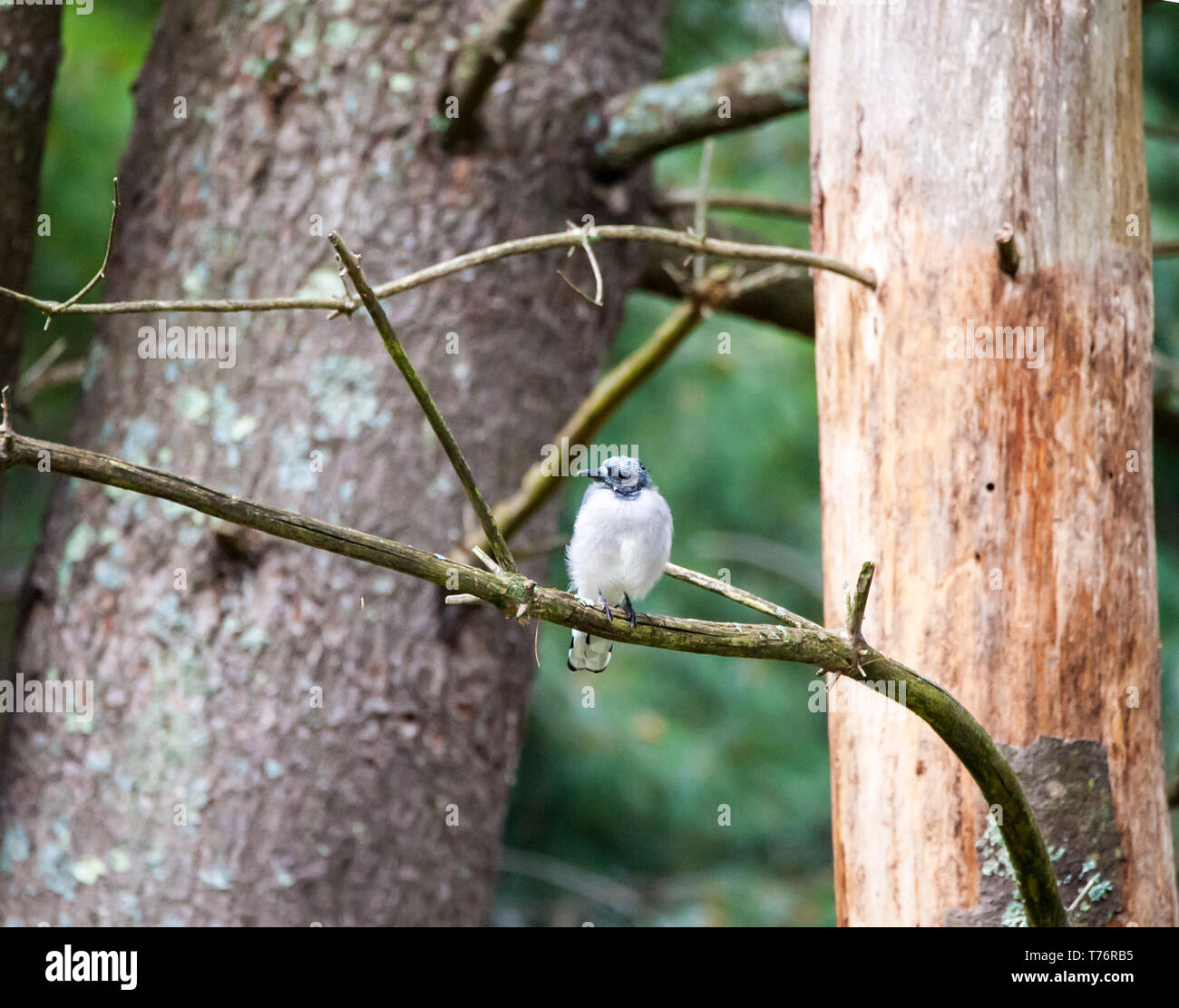 Molting young Blue Jay sitting alone on a tree branch Stock Photo - Alamy