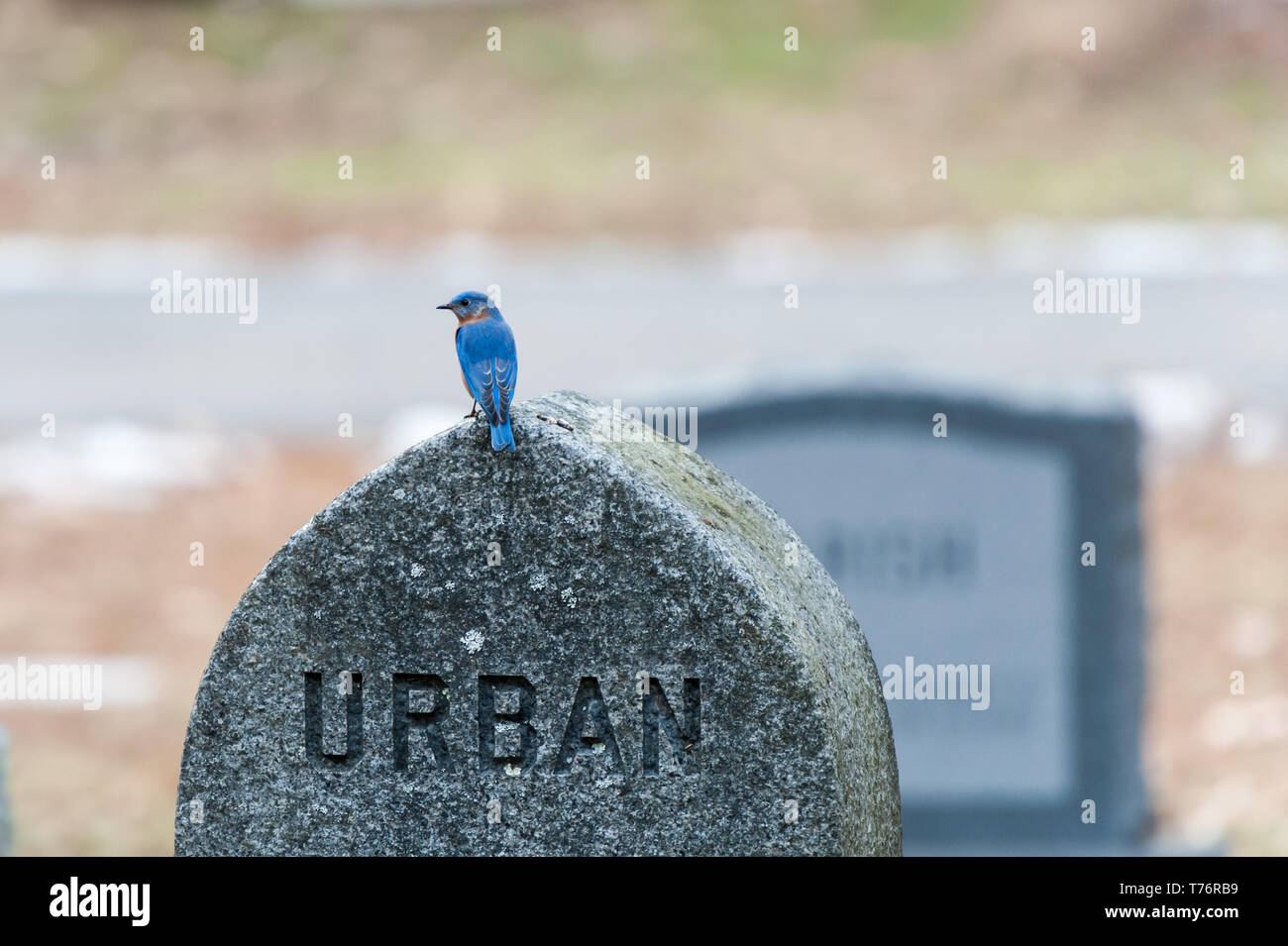 Eastern Bluebird standing on top of a gravestone in Sleepy Hollow ...