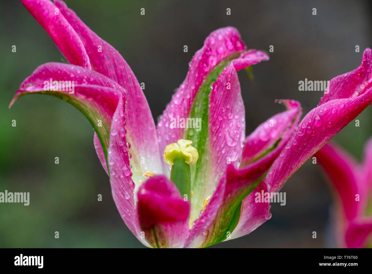 Contrast stripes hi-res stock photography and images - Alamy