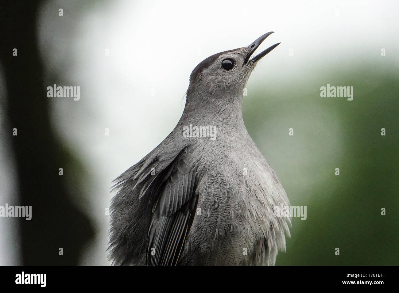 Crying out hi-res stock photography and images - Alamy