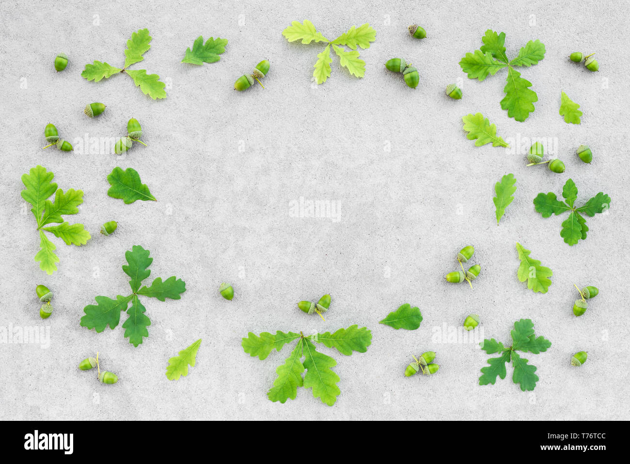 Green oak leaves and acorns frame with copy space, on gray concrete background Stock Photo - Alamy