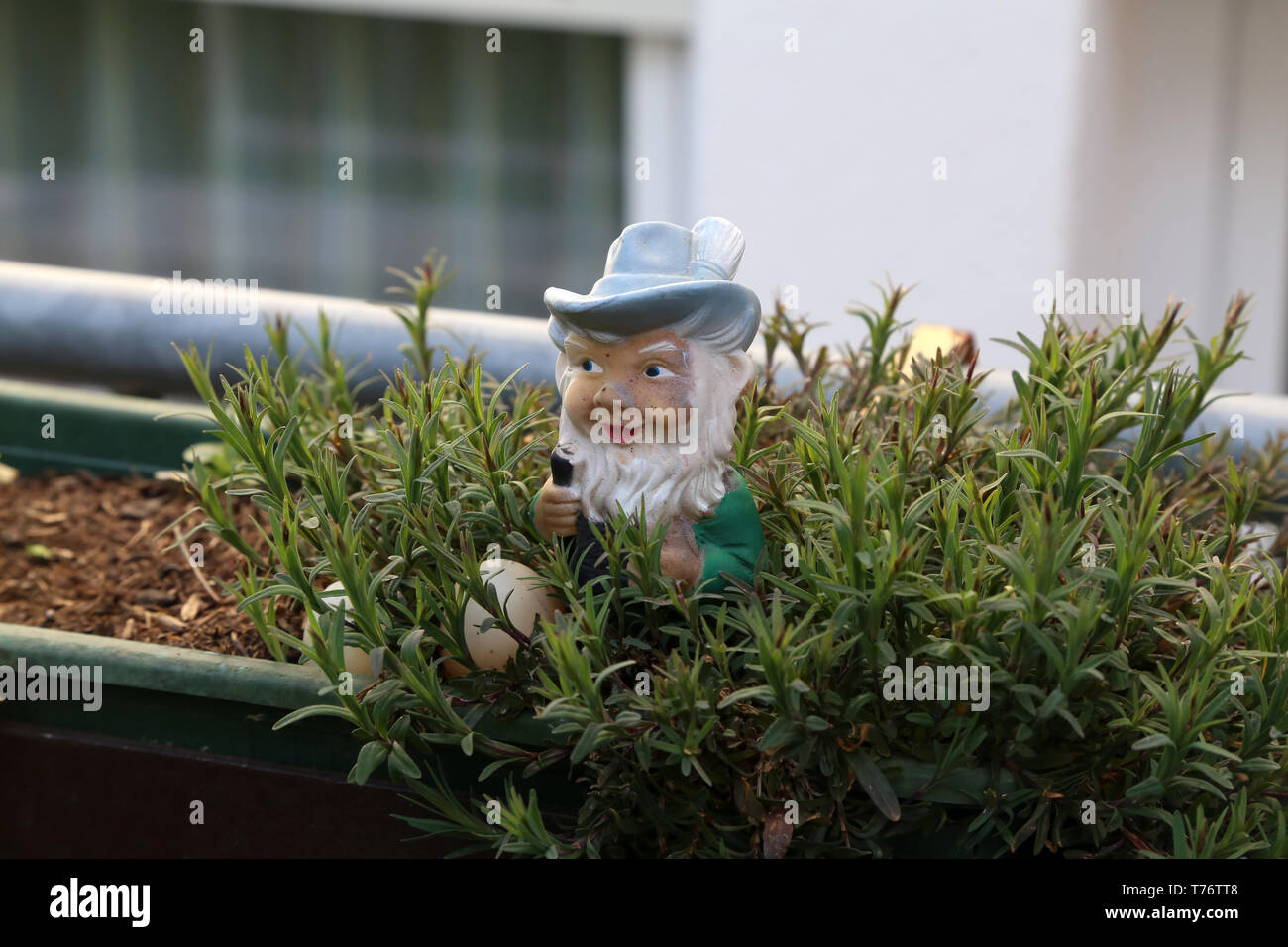 Garden dwarf with in a home garden Stock Photo - Alamy