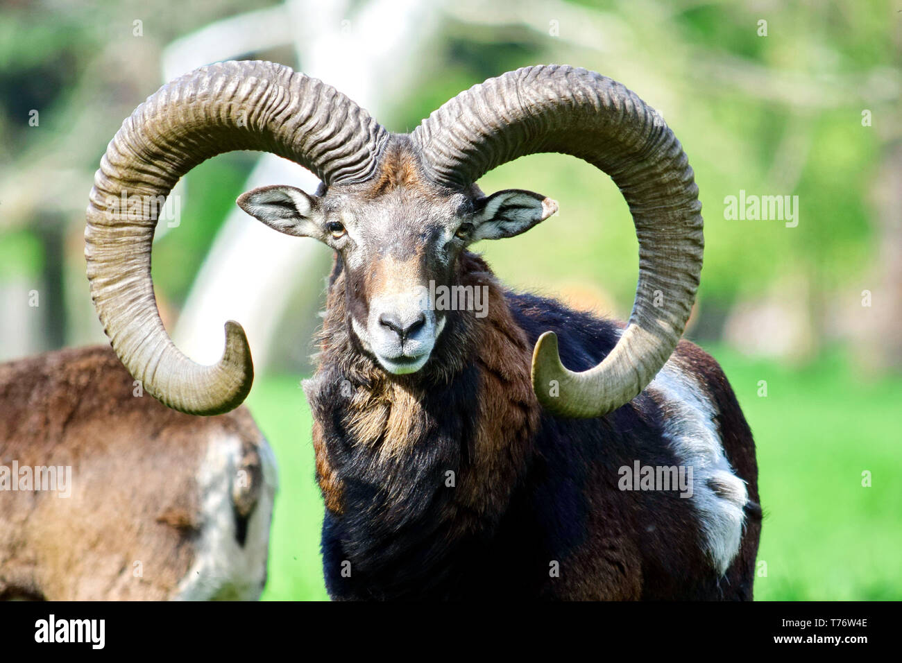 Closeup mouflon hi-res stock photography and images - Alamy