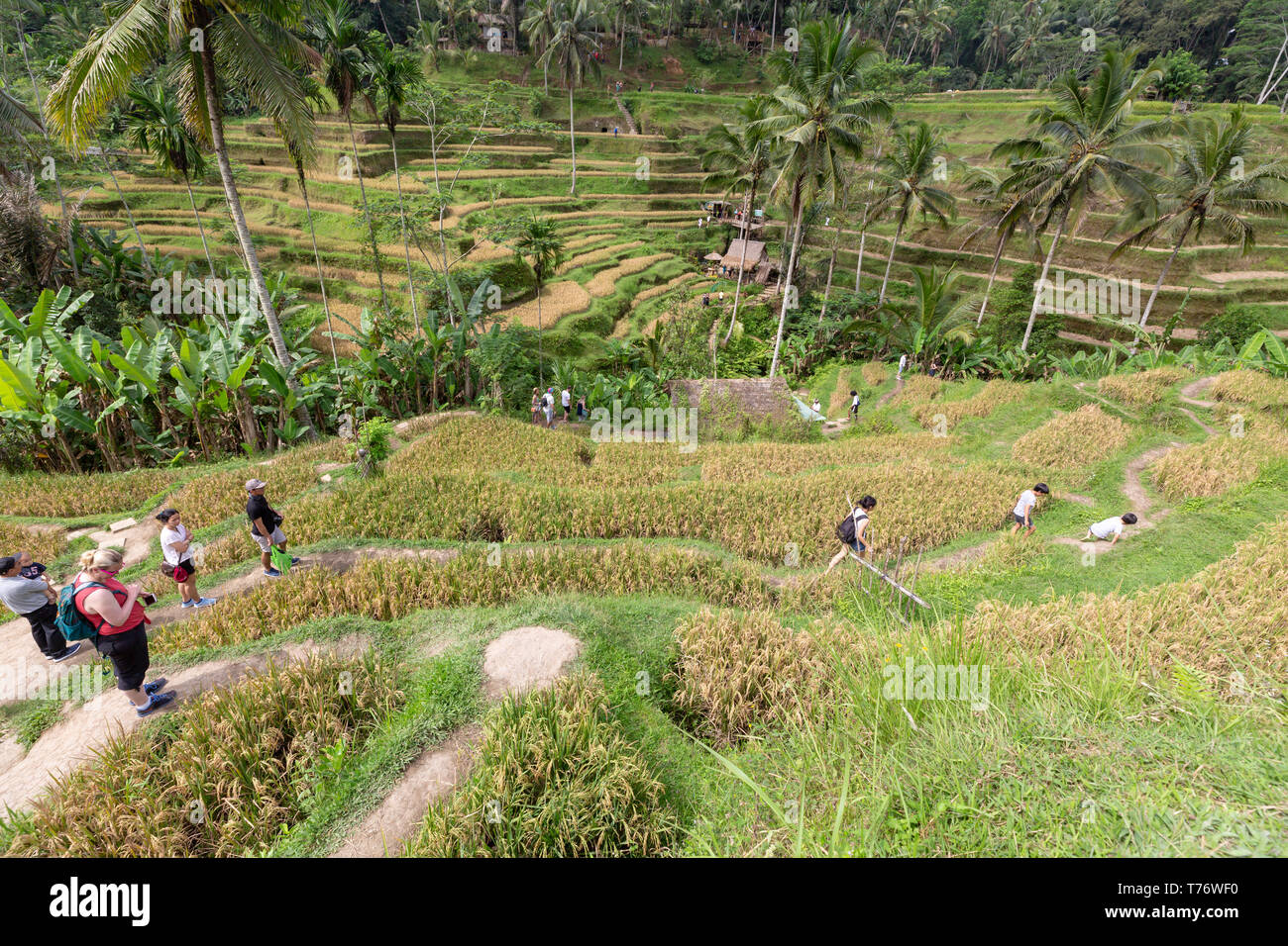 Rice terraces with palm trees hi-res stock photography and images - Alamy