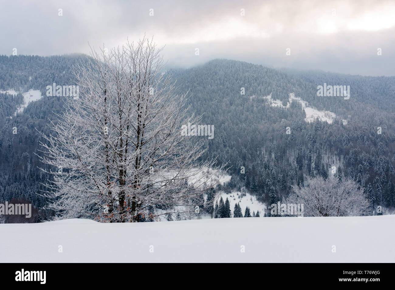 Gloomy weather tree hi-res stock photography and images - Alamy