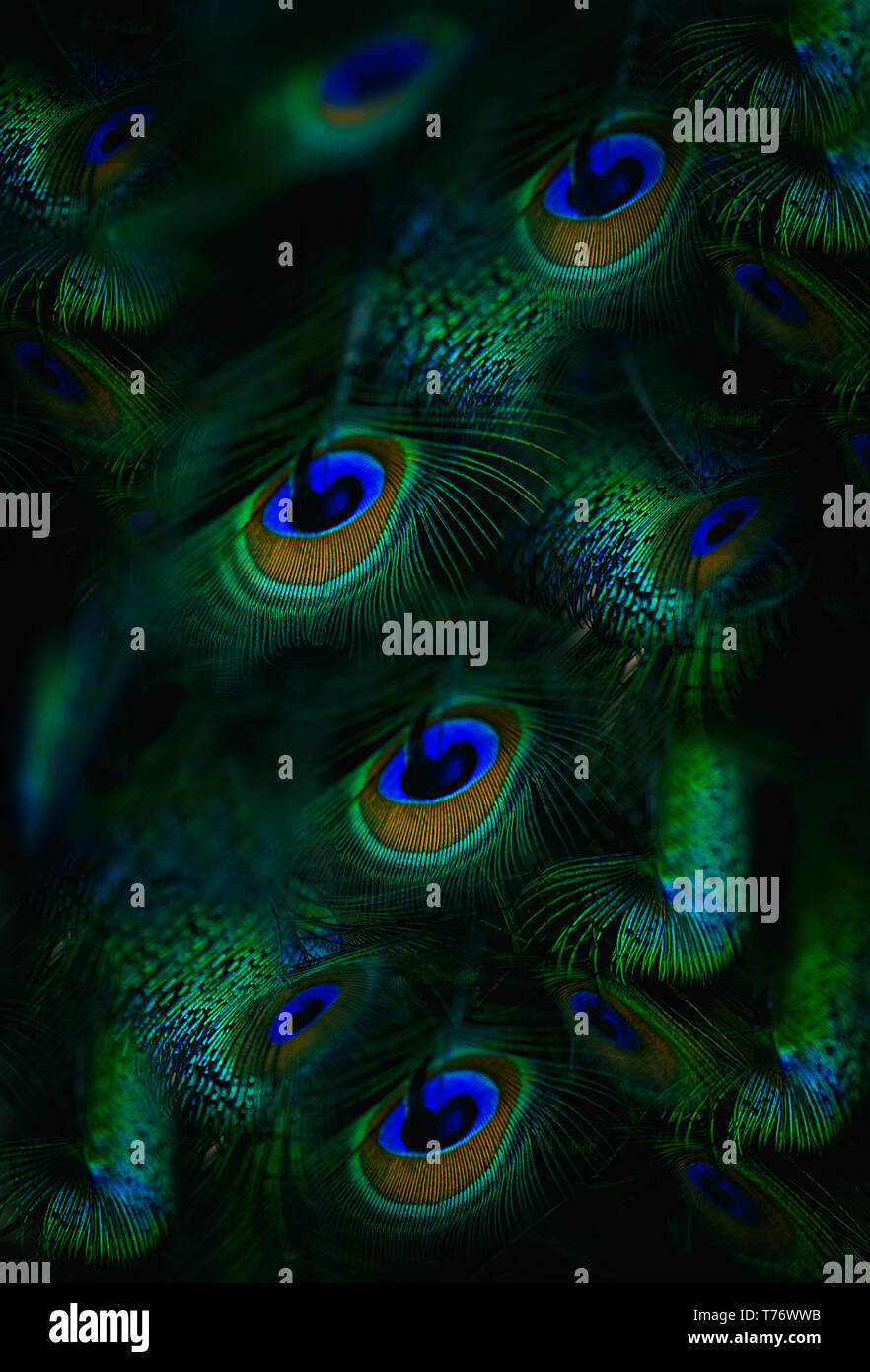 Cool peacock hi-res stock photography and images - Alamy