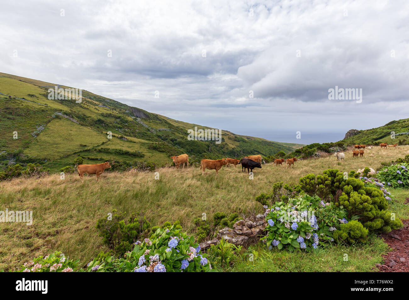 Santa cruz cattle hi-res stock photography and images - Alamy