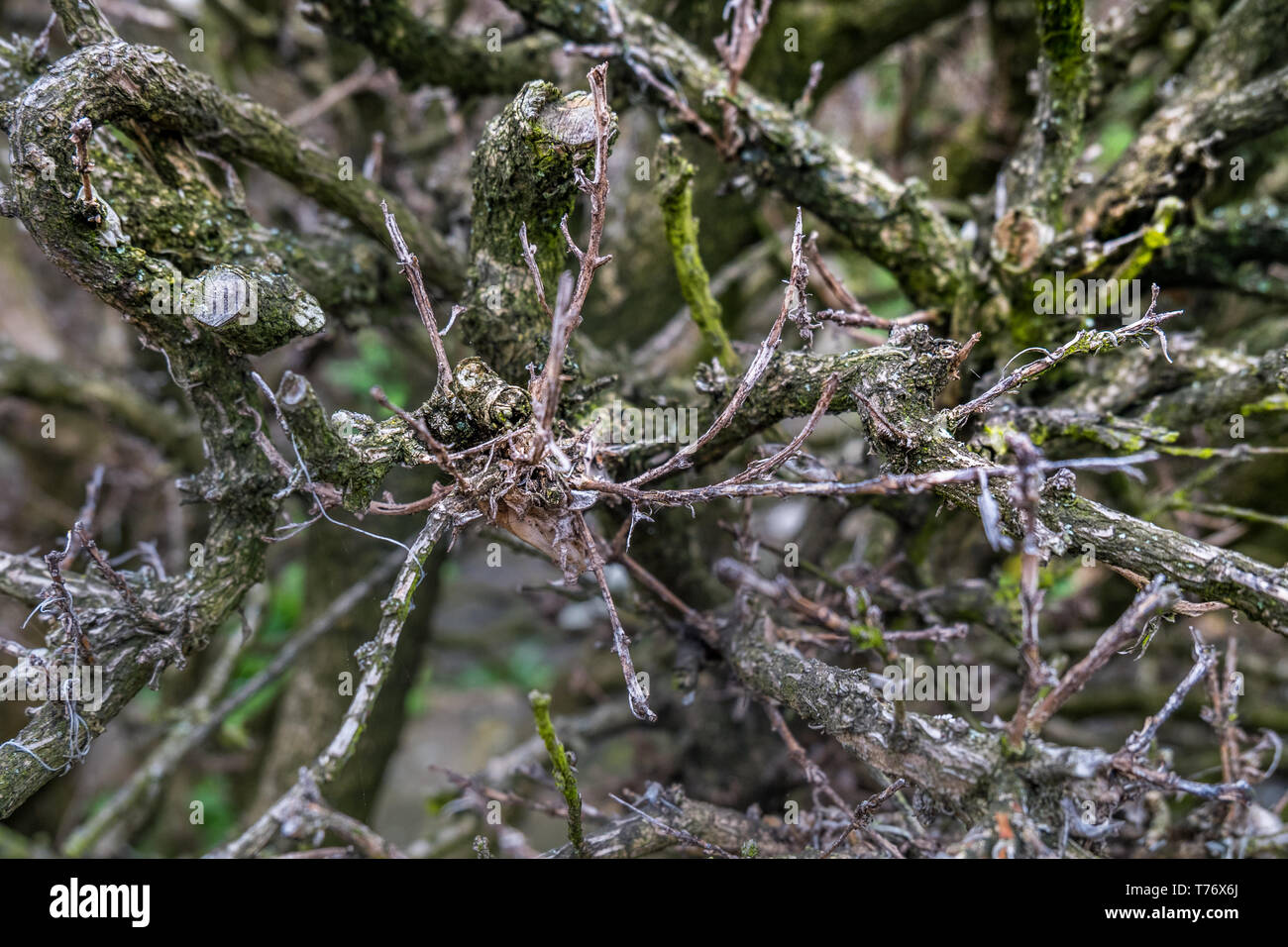 Tree branches, beautiful patterns, nature, illustrations Stock Photo ...