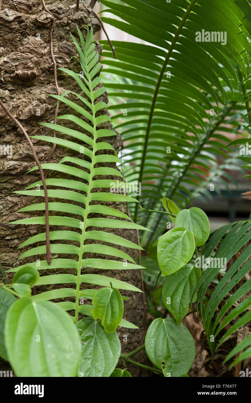 Cycad trees hi-res stock photography and images - Alamy