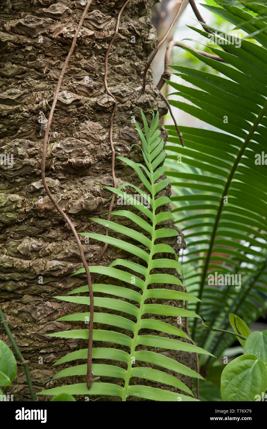 Cycad trees hi-res stock photography and images - Alamy