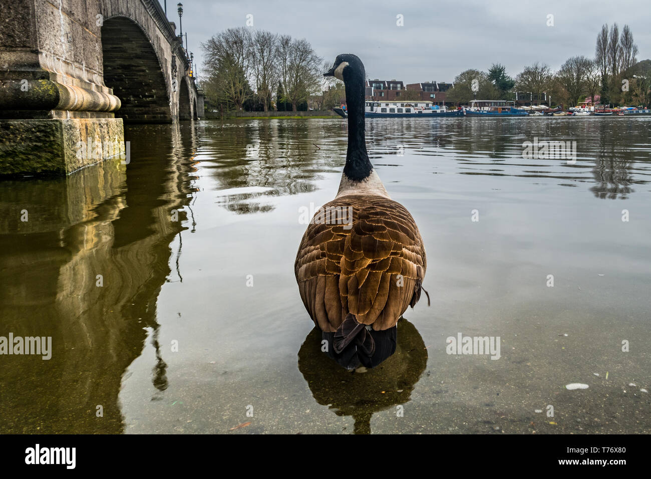 A Canada Goose stands at the path of the River Thames Near the Kew ...