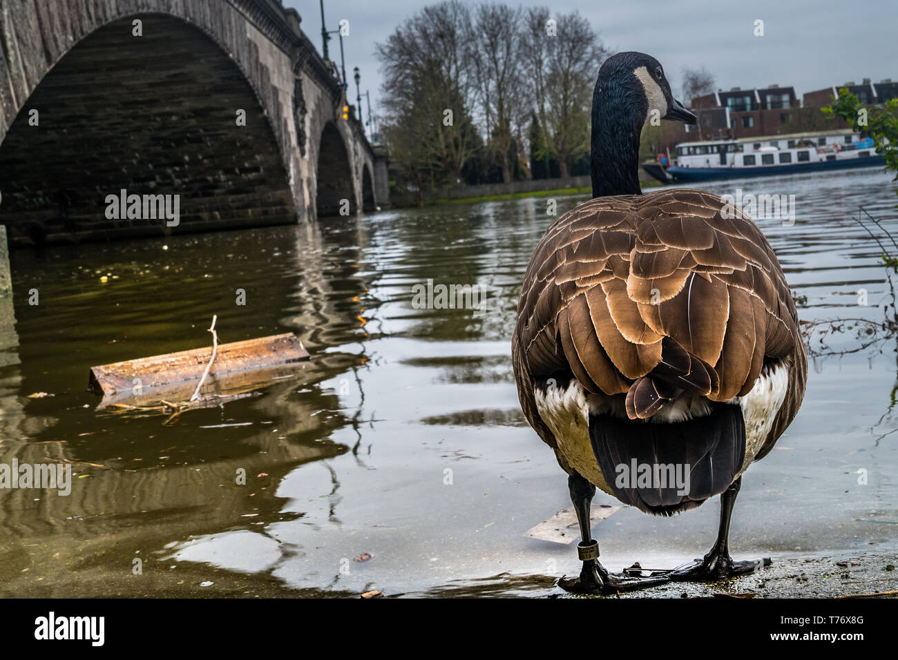 A Canada Goose stands at the path of the River Thames Near the Kew ...