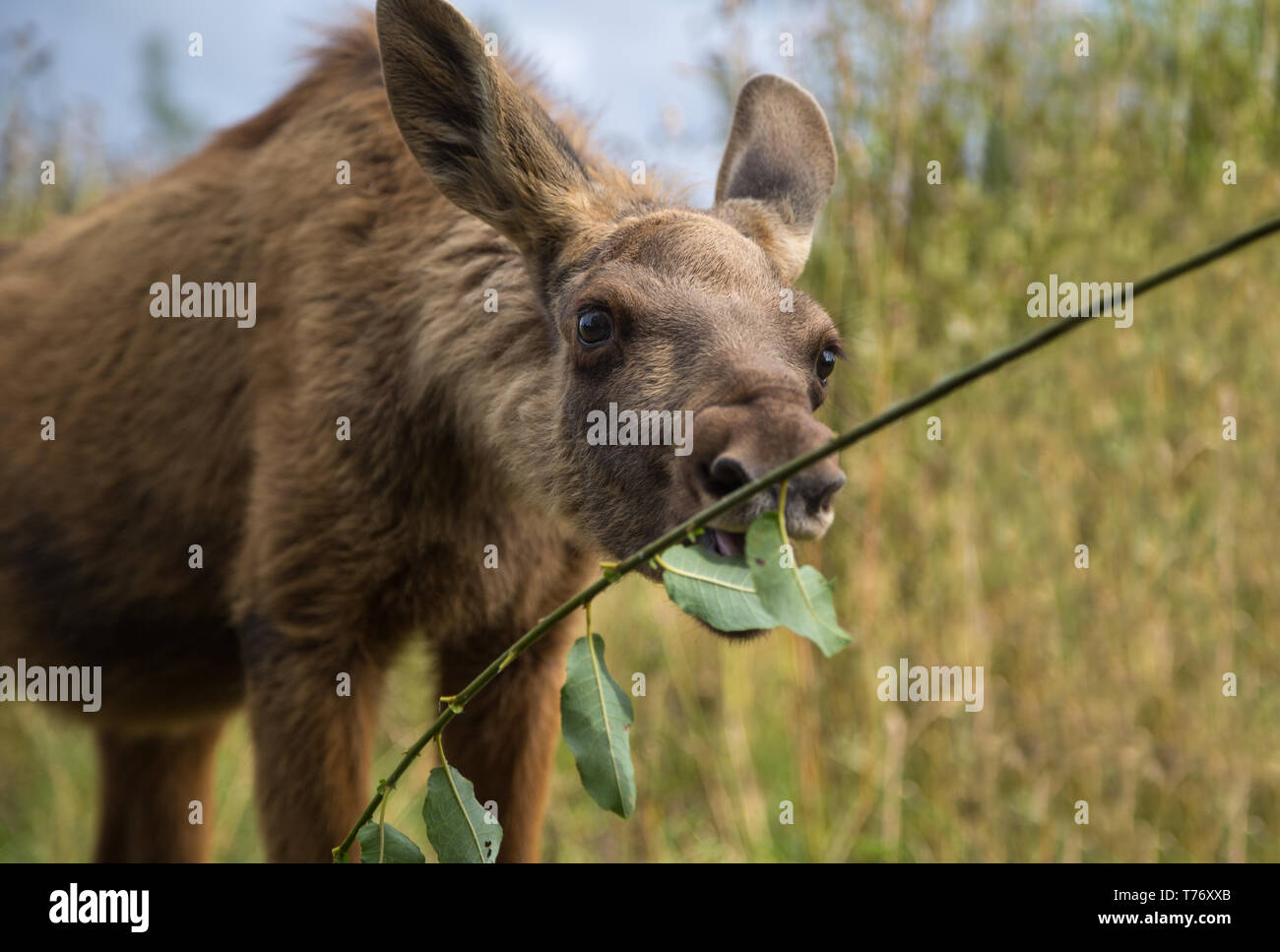 Moose eating branch hi-res stock photography and images - Alamy